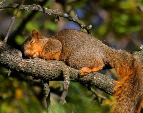 Photos of Extremely Tired Animals Passed Out | Unp.me