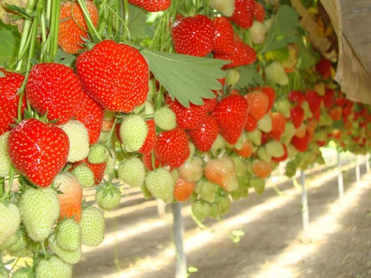 Lovely Strawberry Fields Photography | UNP