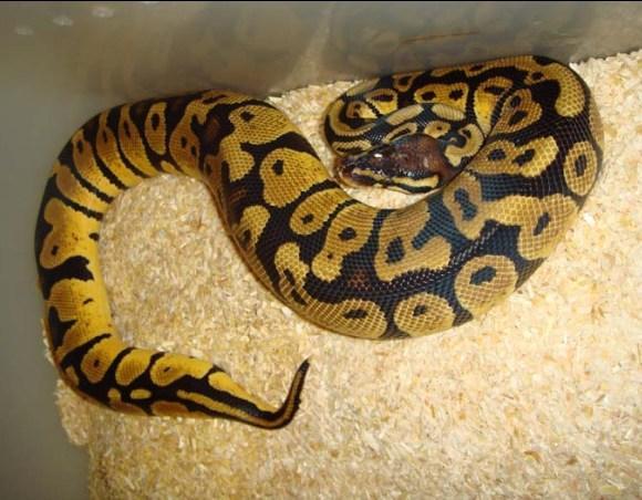 Most Scary and Horrible Looking but Harmless Animals | UNP
